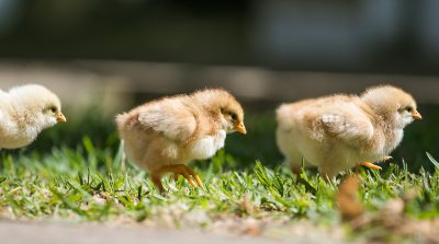 Baby Chick Health Basics: What You Need to Know - Backyard Poultry